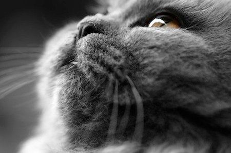 29 Non-cute Free Stock Photos of Cats - Snap2objects