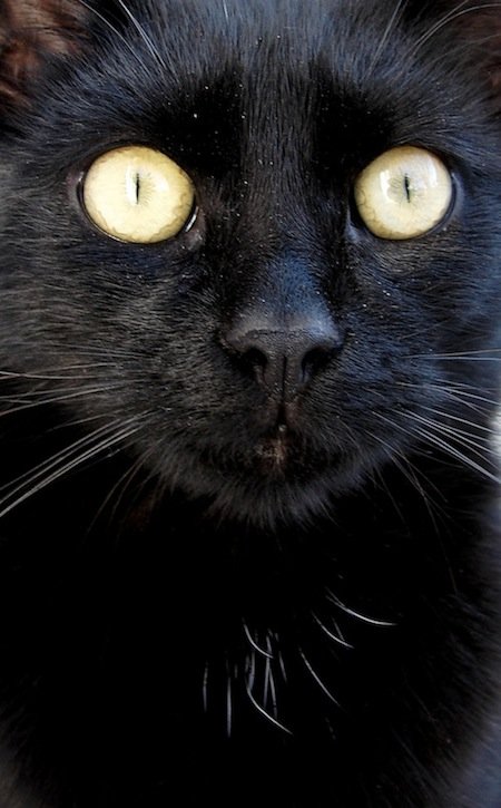 29 Non-cute Free Stock Photos of Cats - Snap2objects