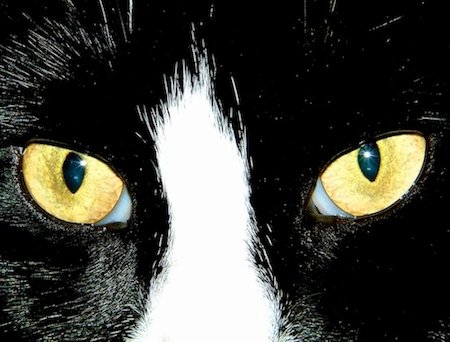 29 Non-cute Free Stock Photos of Cats - Snap2objects